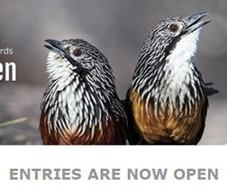 Entries open for 2020 BirdLife Australia Photography Awards - Photo Review