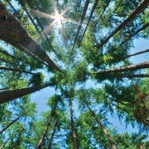 Distant focus - Photo Review