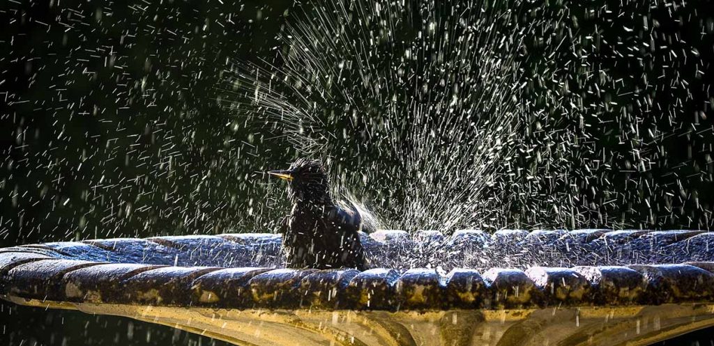 Competitions - Photo Review