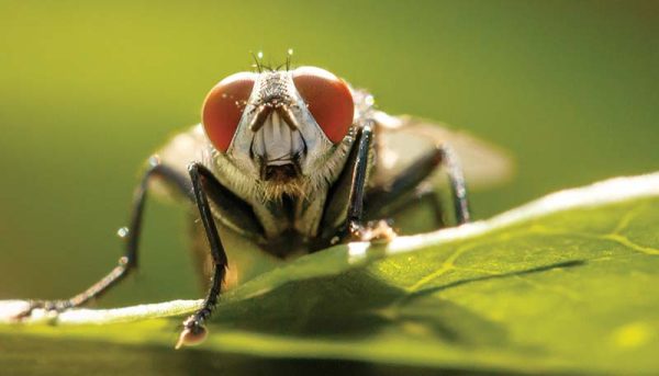 Close-up and macro photography - Photo Review