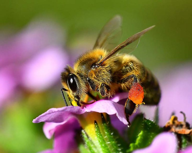 European Honey Bee - Photo Review