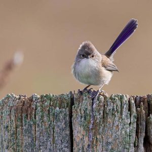 Colour fringing explained - Photo Review
