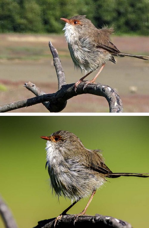 Cameras and lenses for bird photography - Photo Review